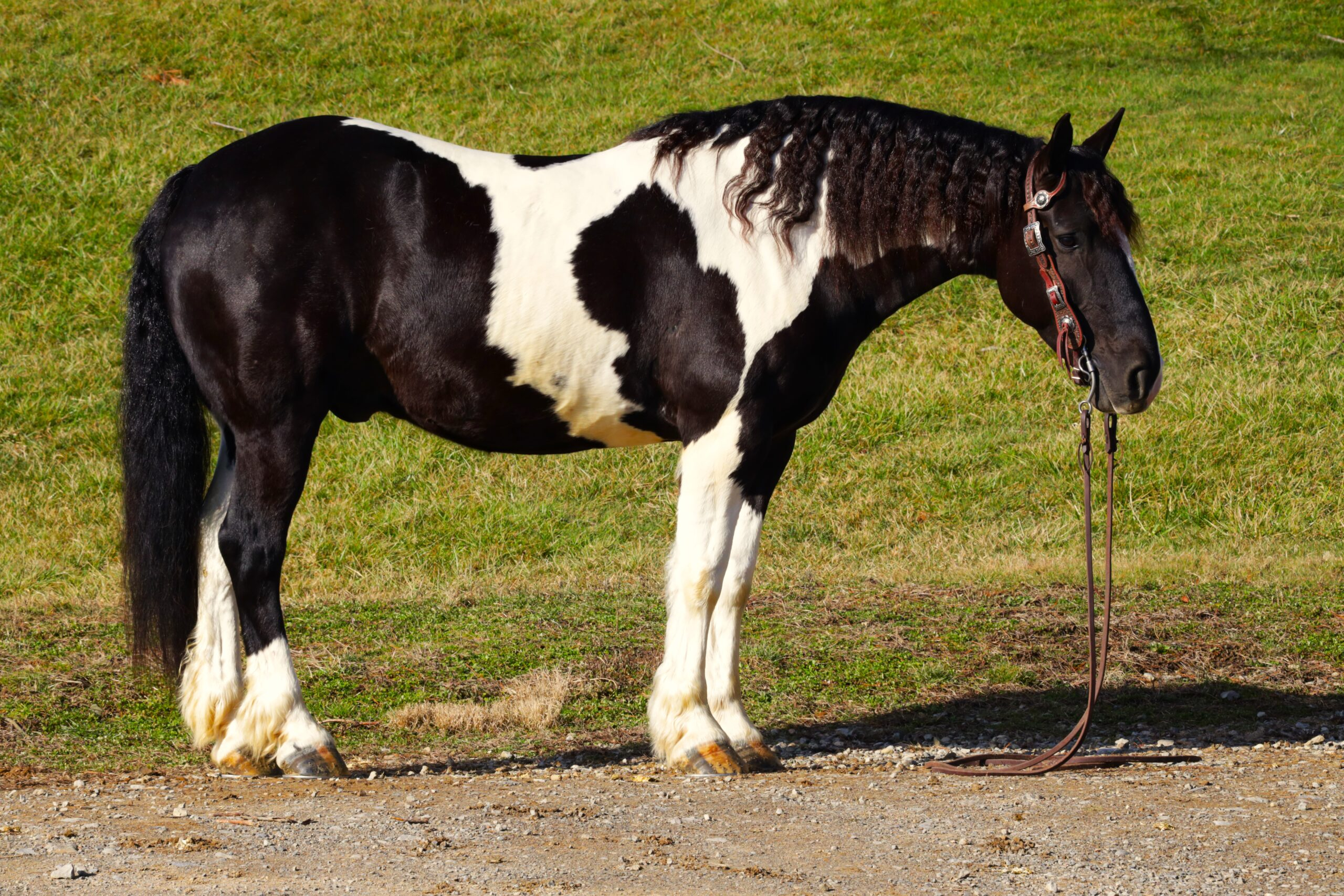 Rambo – Buckeye Acre Farm