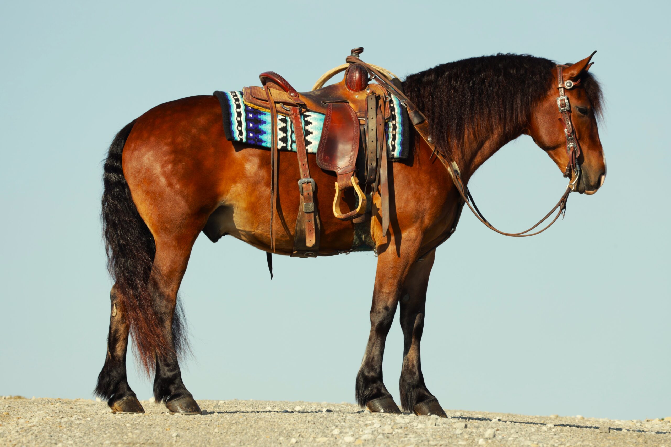 Rawhide – Buckeye Acre Farm