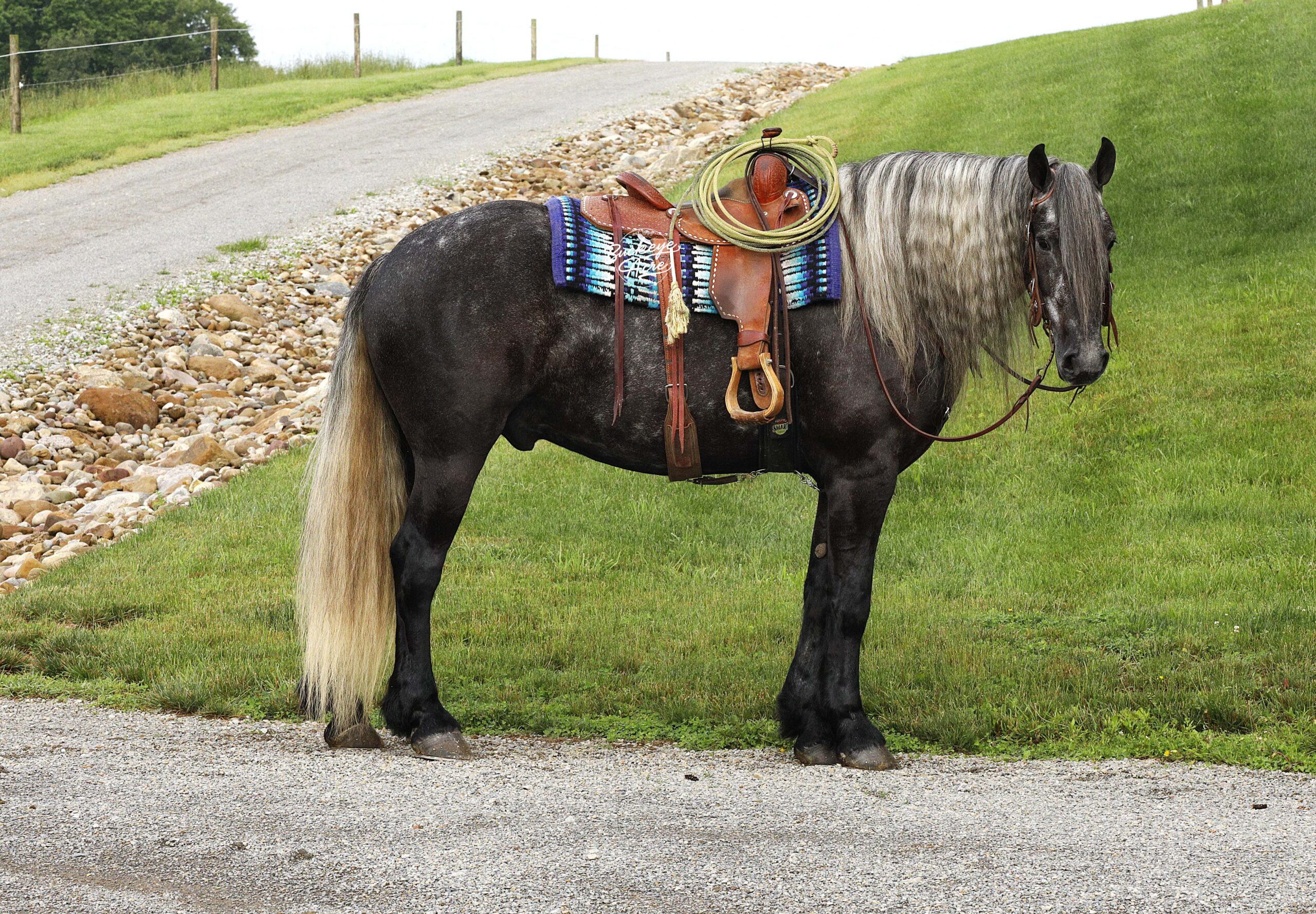 Buckeyes Monroe – Buckeye Acre Farm | Fox Hunter | English